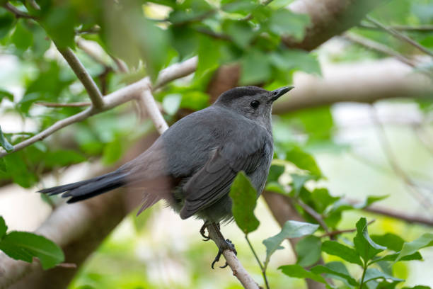 Free picture: bird, exotic, tree, branch
