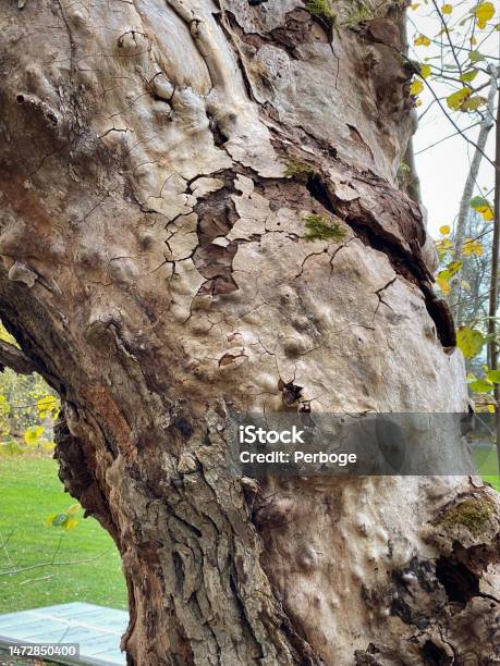 Photo libre de droit de Maladie Des Arbres Gros Plan Dun Vieux Tronc De ... Photo libre de droit de Maladie Des Arbres Gros Plan Dun Vieux Tronc De ...