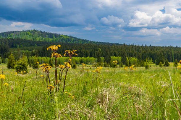 Free picture: Pine forest in spring time on slope of mountains in ...