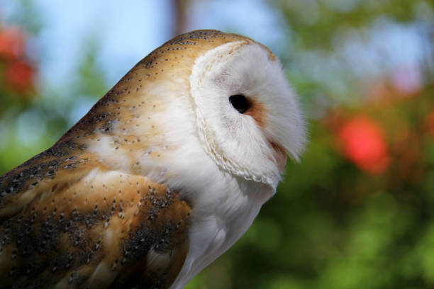 Free picture: bird, owl, side view, white, portrait, wildlife, animal ...