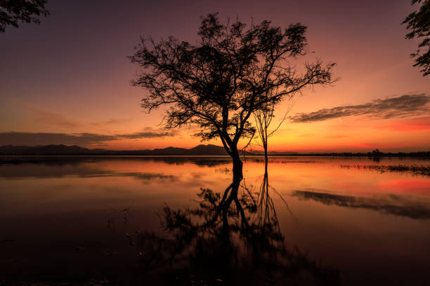 Free Stock Photo of A sunset over water with a tree branch and a ...