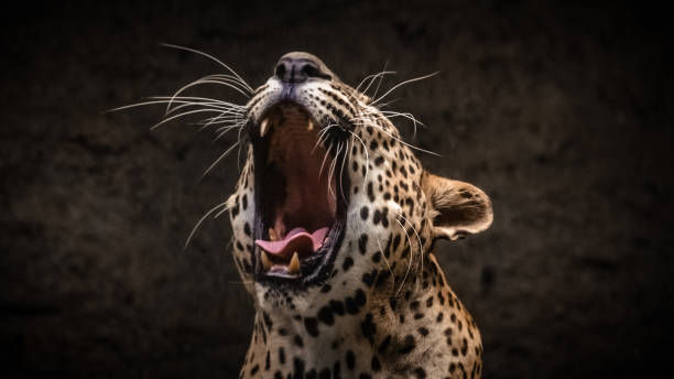 Free Stock Photo of Leopard Roaring With Wide Open Mouth | Download ...
