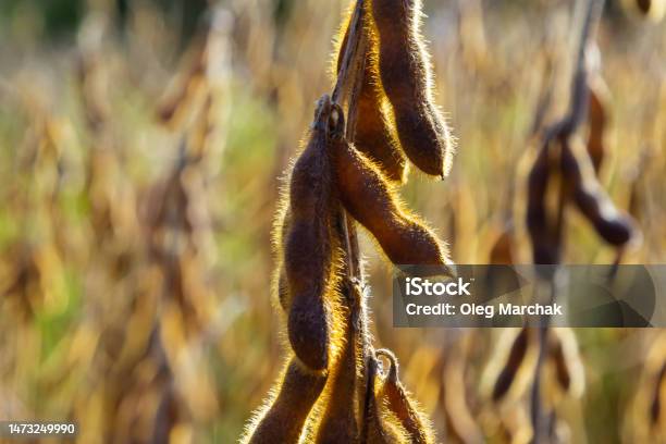 Kedelai Pod Makro Panen Kacang Kedelai Tanaman Kacangkacangan Pertanian