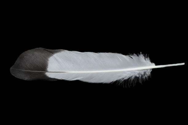 Free Stock Photo of Single Feather on Black Surface | Download Free ...