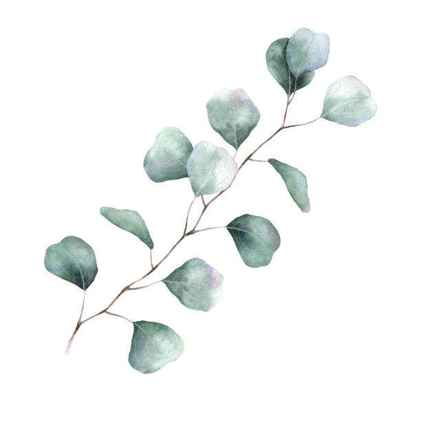 4100 Eucalyptus Twigs Stock Illustrations Royalty Free Vector