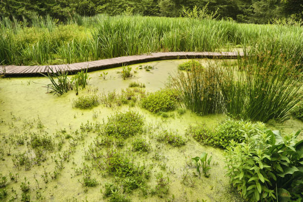 Free picture: varied, plants, growing, wetland