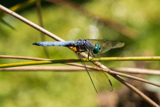 Free picture: dragonfly, close-up, head, wings, insect, macro, colorful ...