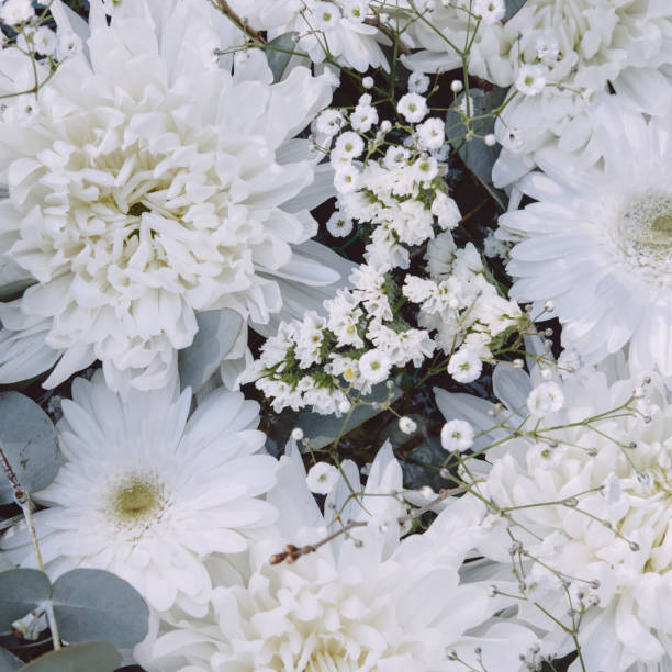 Free Stock Photo of Unusual White Flowers | Download Free Images and ...