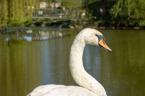 Free picture: Pure white swan proudly swimming