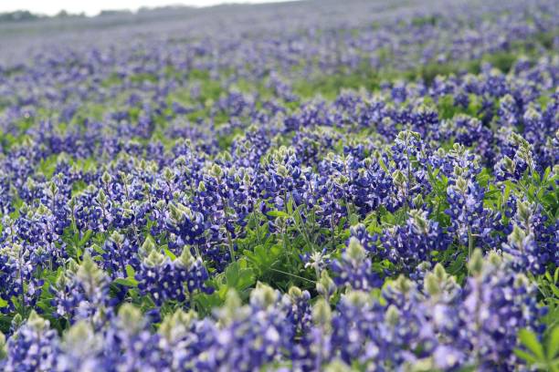 Free Stock Photo of Texas Bluebonnets | Download Free Images and Free ...
