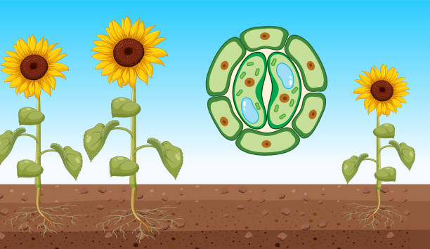 30+ Stomata Cartoons Stock Photos, Pictures & Royalty-Free Images - iStock 30+ Stomata Cartoons Stock Photos, Pictures & Royalty-Free Images - iStock