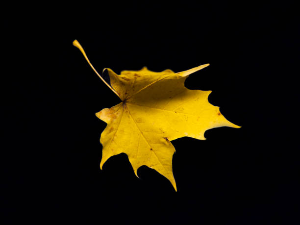 Free Stock Photo of Yellow Object on Black Surface | Download Free ...