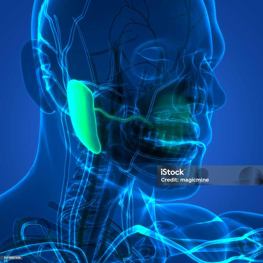 Apparato Digerente Umano Ghiandole Salivari Anatomia Fotografie Stock