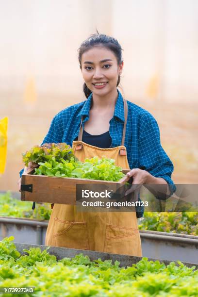 Keranjang Dengan Sayuran Segar Wanita Petani Asia Memegang Kotak Kayu ... Keranjang Dengan Sayuran Segar Wanita Petani Asia Memegang Kotak Kayu ...