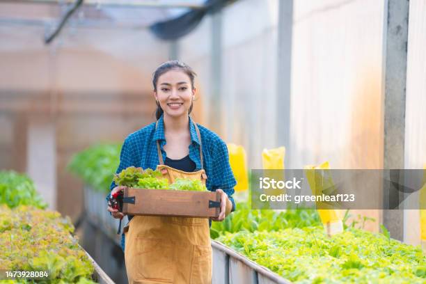 Keranjang Dengan Sayuran Segar Wanita Petani Asia Memegang Kotak Kayu ... Keranjang Dengan Sayuran Segar Wanita Petani Asia Memegang Kotak Kayu ...