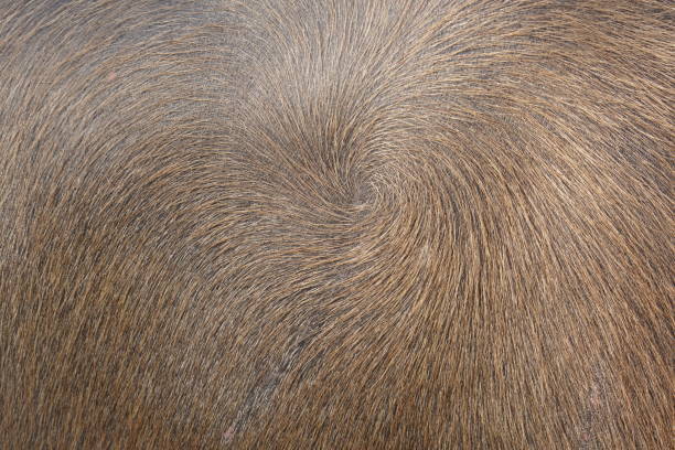 Free picture: buffalo, grass, texture