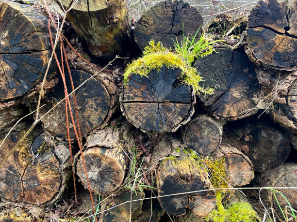 Free picture: Cross section knot timber texture