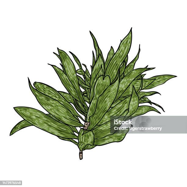 Dracaena Reflexa Cabang Dengan Daun Hijau Song Of India Menanam Daun ... Dracaena Reflexa Cabang Dengan Daun Hijau Song Of India Menanam Daun ...