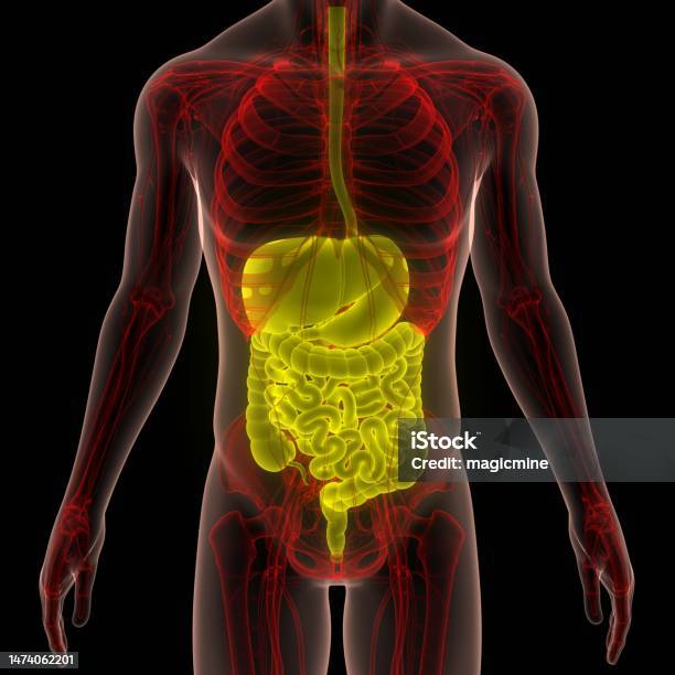 Photo libre de droit de Anatomie De Lappareil Digestif Humain banque d ... Photo libre de droit de Anatomie De Lappareil Digestif Humain banque d ...