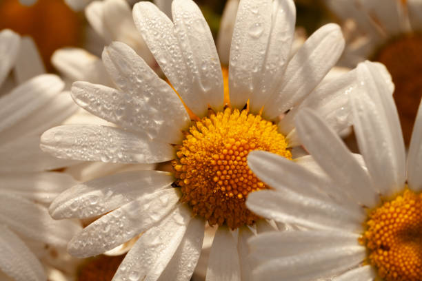 Daisys Pictures | Download Free Images on Unsplash