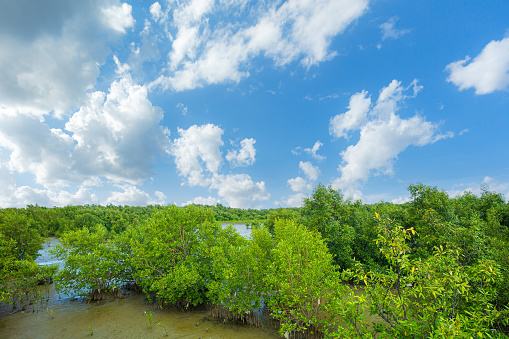 Hutan Bakau Hutan Mangrove Merah Dan Air Dangkal Di Pulau Tropis Hutan