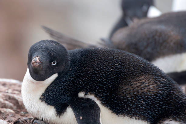 Free picture: Penguin on the snowy Antarctic ice on South Pole ...