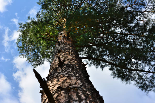 Free picture: Underneath big tree trunk close-up of tree bark and branches