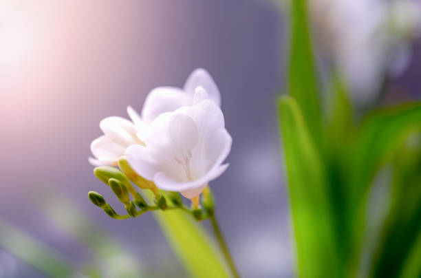 Free Stock Photo of Radiant White Flower Facing the Sun | Download Free ...