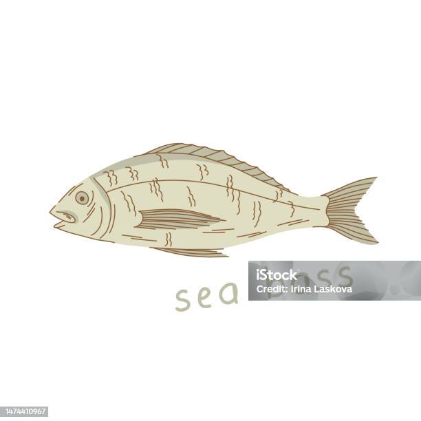 Bass Laut Diisolasi Dengan Latar Belakang Putih Ilustrasi Ikan Dalam