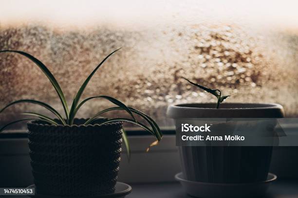Dua Tanaman Indoor Yang Tumbuh Dalam Pot Putih Di Ambang Jendela Dengan ... Dua Tanaman Indoor Yang Tumbuh Dalam Pot Putih Di Ambang Jendela Dengan ...
