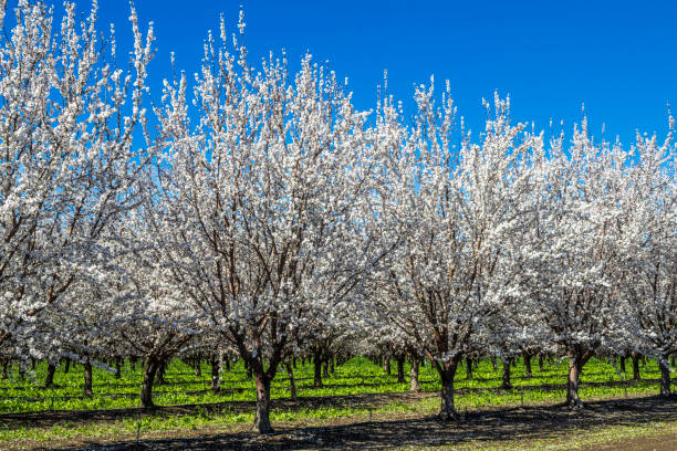Free picture: orchard, flower, tree, flora, nature, landscape, branch