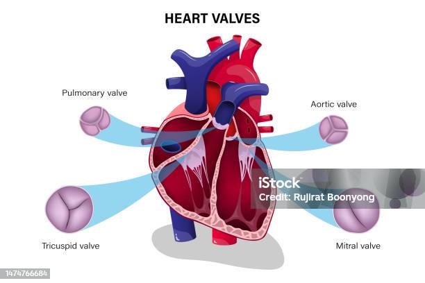 Human Heart Valve Pulmonary Valve Aortic Valve Tricuspid Valve And ... Human Heart Valve Pulmonary Valve Aortic Valve Tricuspid Valve And ...