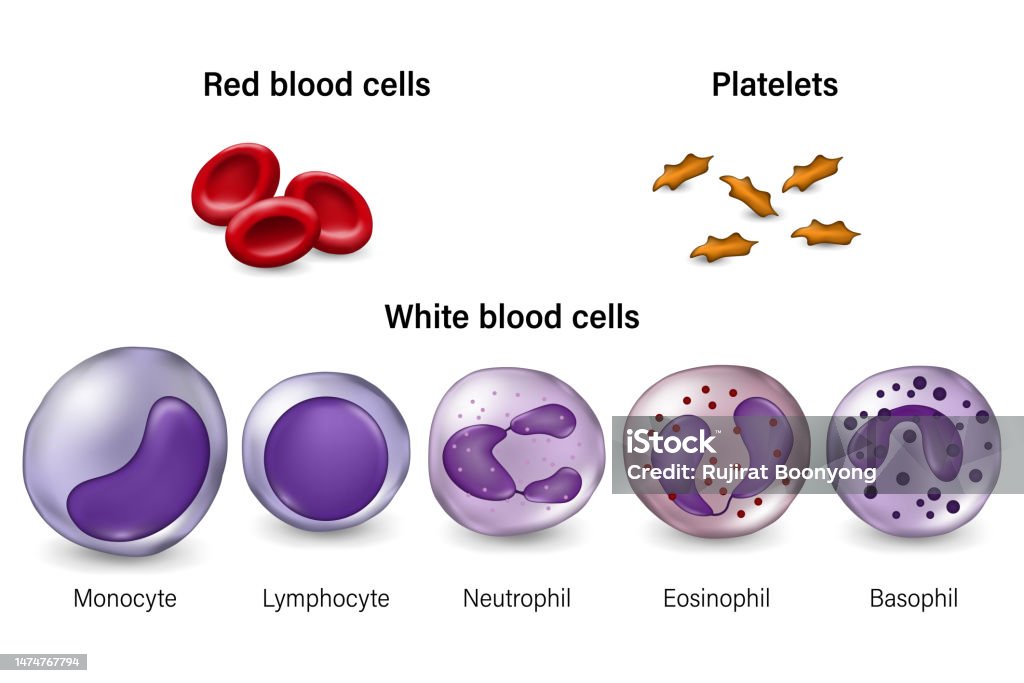 Red Blood Cells And White Blood Cells Difference Red Blood Cells And White Blood Cells Difference