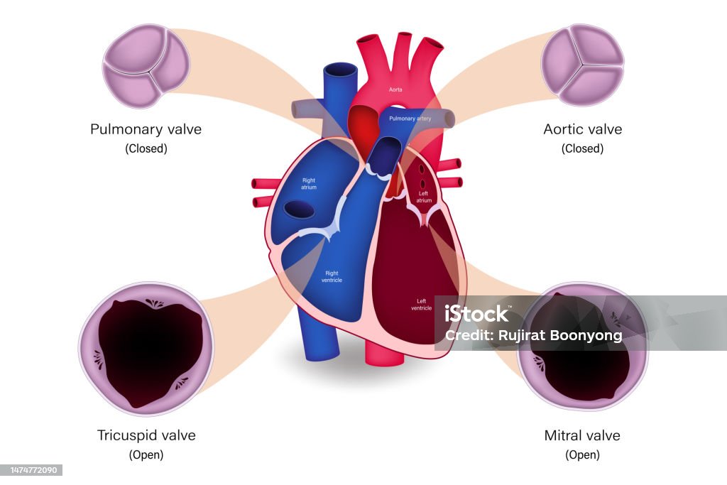 Human Heart Valve Anatomy Diastole Pulmonary Valve Aortic Valve ... Human Heart Valve Anatomy Diastole Pulmonary Valve Aortic Valve ...