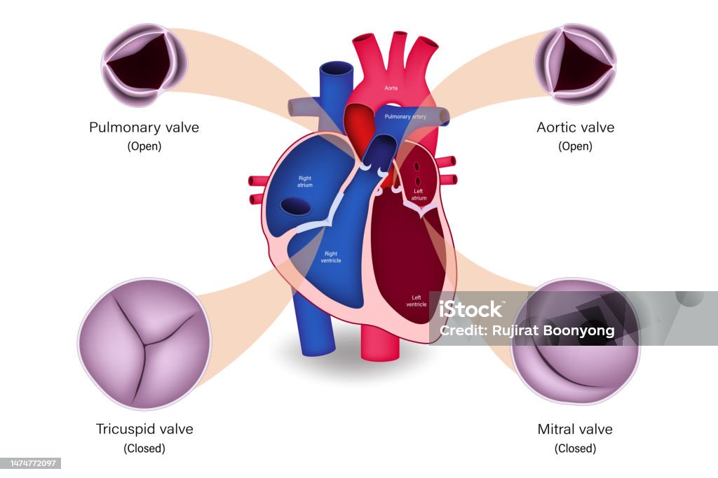 Human Heart Valve Anatomy Systole Pulmonary Valve Aortic Valve ... Human Heart Valve Anatomy Systole Pulmonary Valve Aortic Valve ...