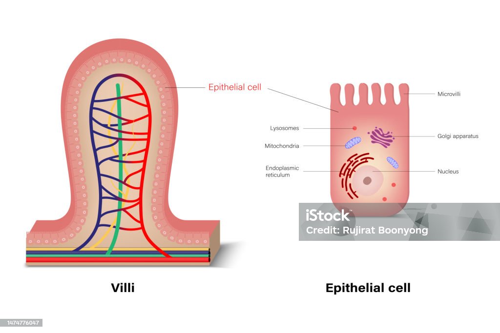 Structure Of Intestinal Villi And Epithelium Cell Medical Education ... Structure Of Intestinal Villi And Epithelium Cell Medical Education ...