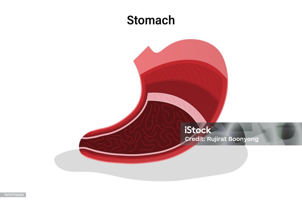 Anatomie Du Vecteur De Lestomac Humain Organe Digestif Organe Interne