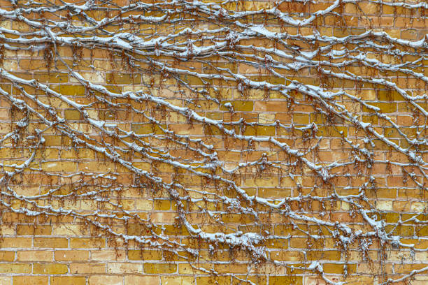 Free Stock Photo of Brick Wall With Ivy and Snowdrops | Download Free ...