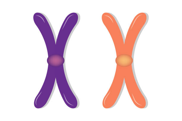120+ Homologous Dna Stock Illustrations, Royalty-Free Vector Graphics ... 120+ Homologous Dna Stock Illustrations, Royalty-Free Vector Graphics ...