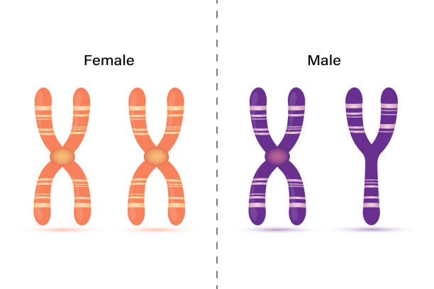 80 Chromosome Xy Stock Illustrations Royalty Free Vector Graphics