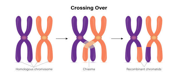20+ Homologous Recombination Stock Illustrations, Royalty-Free Vector ... 20+ Homologous Recombination Stock Illustrations, Royalty-Free Vector ...