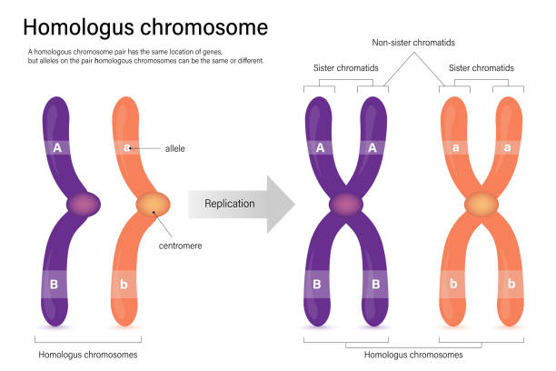 120+ Homologous Chromosome Illustrations, Royalty-Free Vector Graphics ... 120+ Homologous Chromosome Illustrations, Royalty-Free Vector Graphics ...