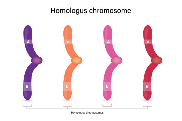 120+ Homologous Chromosome Illustrations, Royalty-Free Vector Graphics ... 120+ Homologous Chromosome Illustrations, Royalty-Free Vector Graphics ...