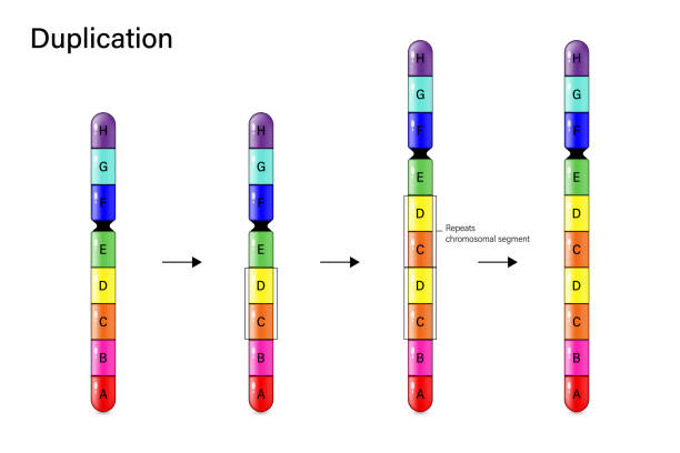 Chromosomal Mutations Deletion