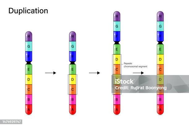 Chromosome Duplication Genetic Mutation Alteration Of Chromosome