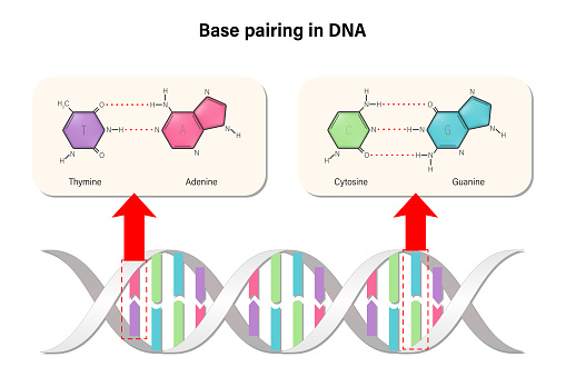 Appariement De Bases Dans Ladn Nucléotide Dadn Double Hélice Dadn