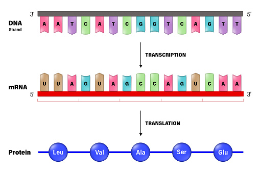 Transcription Et Traduction Processus De Copie Dun Segment Dadn Dans