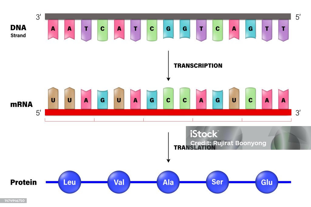 Vetores De Transcrição E Tradução Processo De Cópia De Um Segmento De