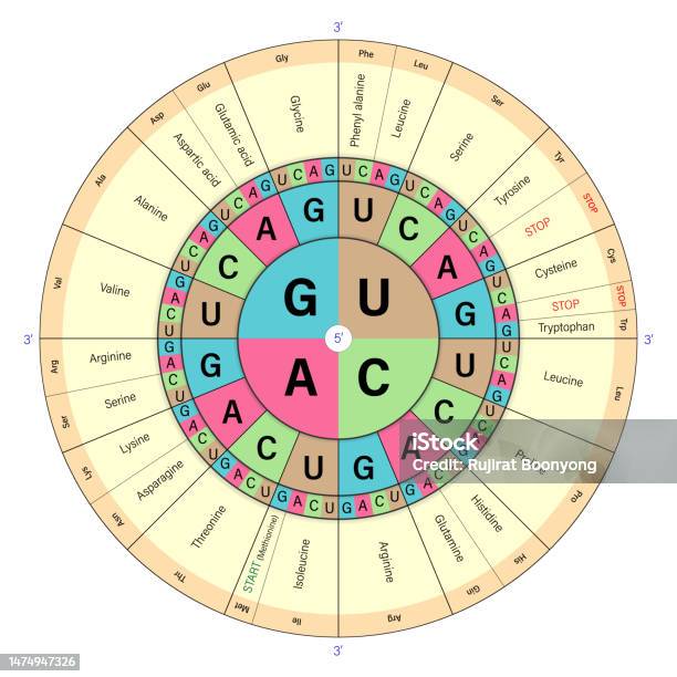 Genetic Code The Three Bases Of An Mrna Codon Amino Acid Sequence Stock