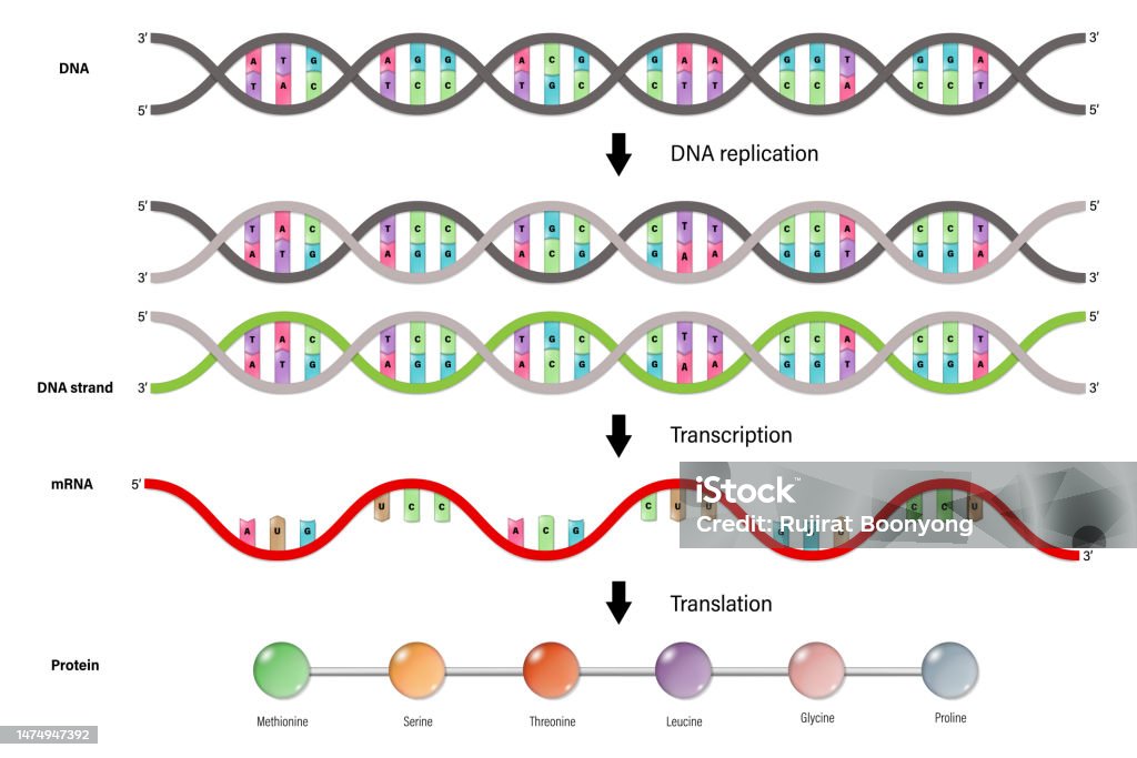 Dna Transcription And Translation Diagram Dna Transcription And Translation Diagram